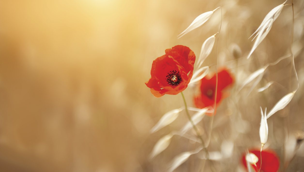 Evolve & Grow - ist Magazine